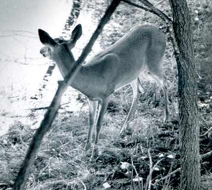 Doe photo for Dablemont 2 cc - El Dorado Springs Sun
