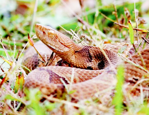 Learn about secrets of snakes with MDC Wild Webcast Aug 17 - El Dorado ...